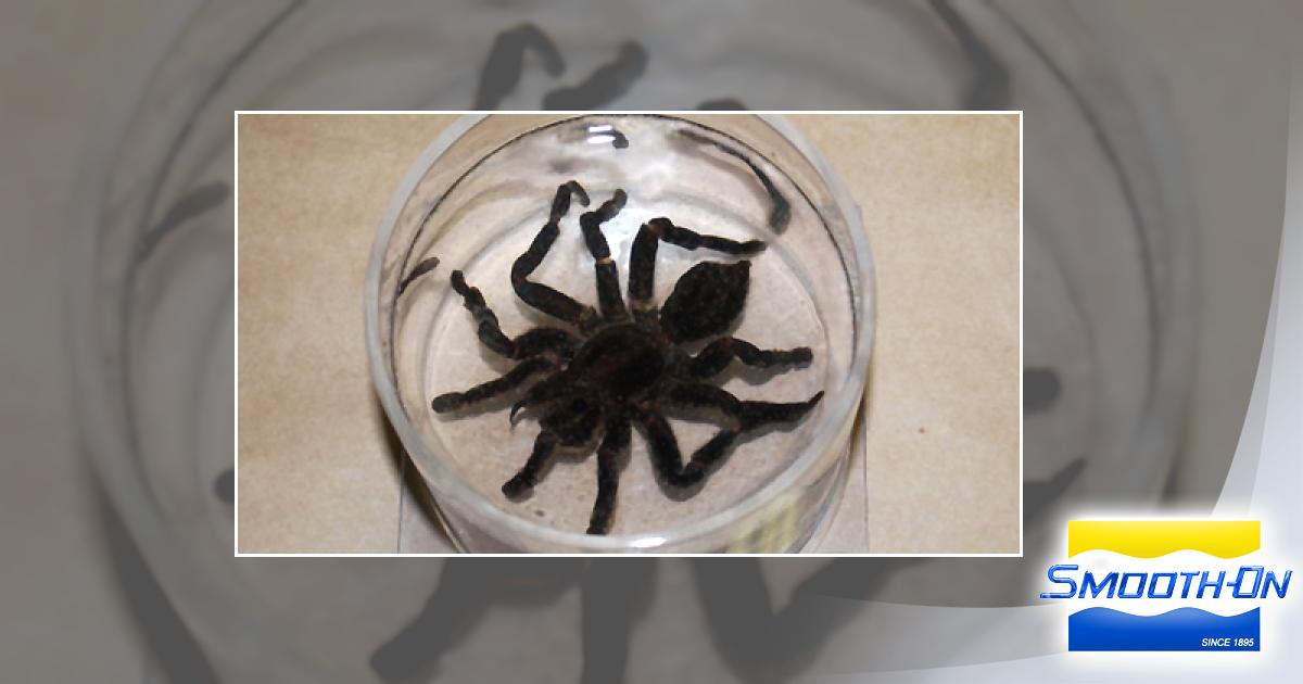 How To Preserve a Tarantula Specimen for Posterity